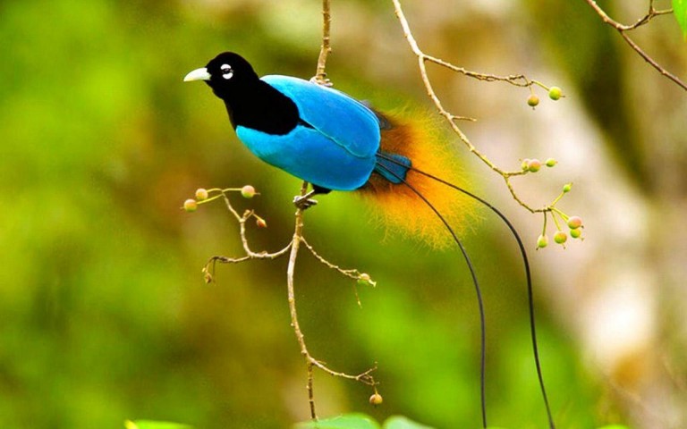 10 Best Coolest Animals Ever – Topcount