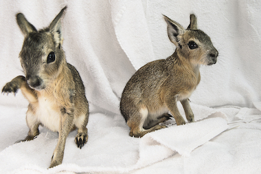 10 Best Coolest Animals Ever – Topcount