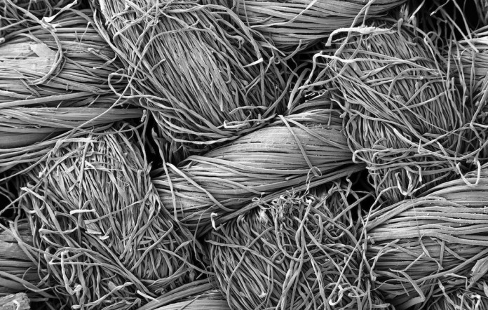 10 Things That Look Absolutely Bizarre Under a Microscope - Mind ...