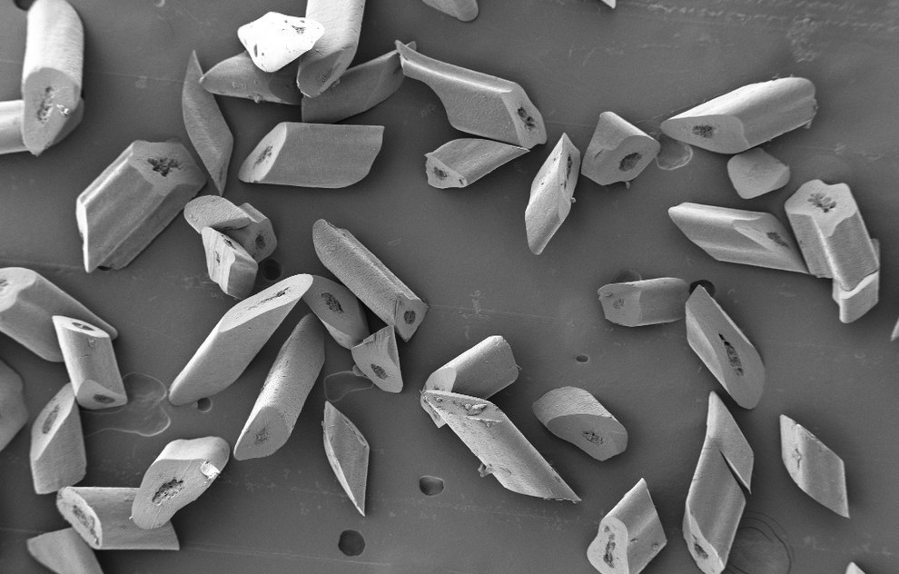 10 Things That Look Absolutely Bizarre Under a Microscope - Mind ...