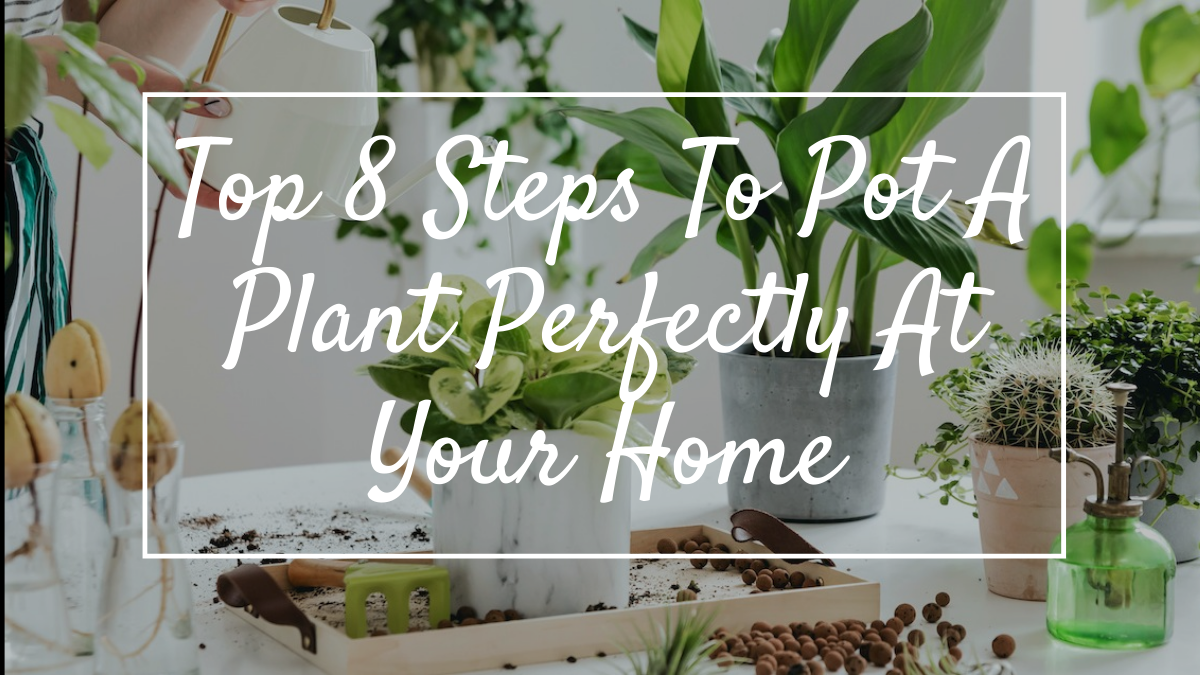 Top 8 Steps To Pot A Plant Perfectly At Your Home – Topcount